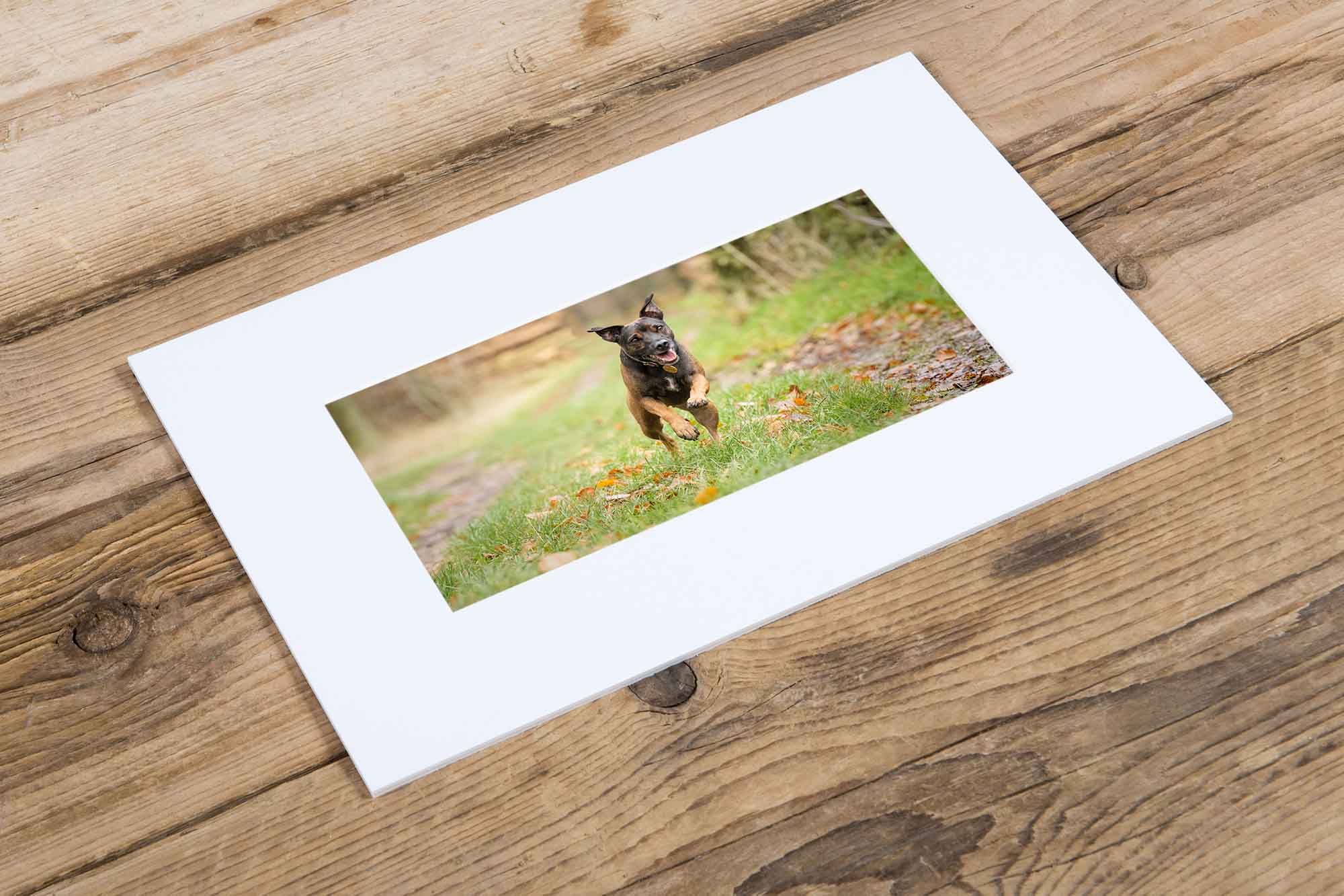 Matted print of a dog | Pet dog photography Yorkshire | More than a Dog ...